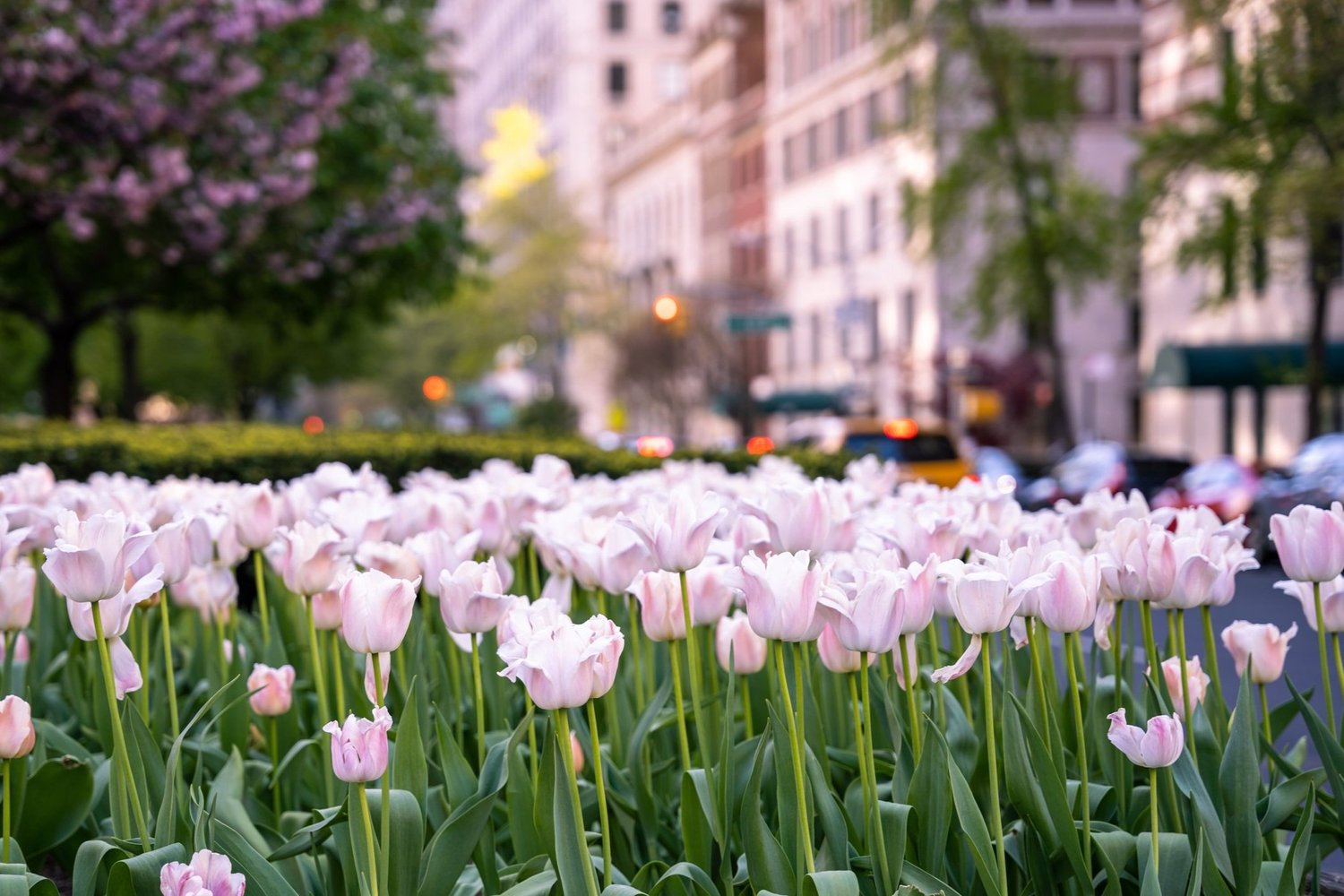 Opulence Unveiled: May Edition — The Richard Steinberg Team